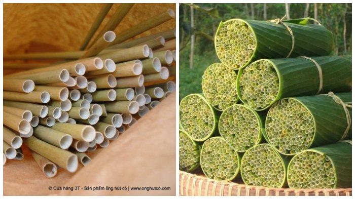 Pria Vietnam Ciptakan Sedotan Ramah Lingkungan dari Rumput Liar, Tak ...