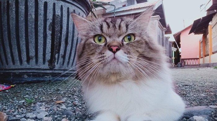 Perhatikan Bahasa Isyarat Kucing yang Wajib Anda Ketahui - Tribunpalu.com