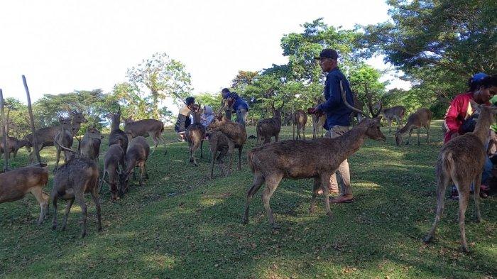 Akhir Pekan, Penangkaran Rusa Jadi Tujuan Wisata di Morowali ...
