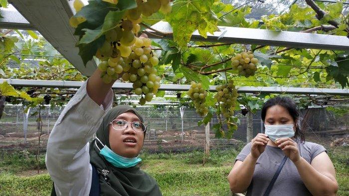 VIDEO: Pua Mbaso Farm Palu Tawarkan Sensasi Petik Anggur di Kebun ...