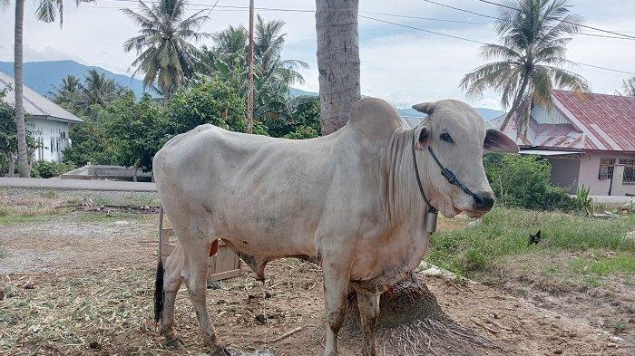 Mentri Transmigrasi, Memberikan Bantuan Satu Ekor Sapi Qurban Dengan ...