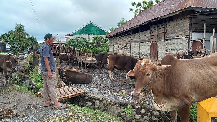 Jelang Idul Adha, Harga Sapi Kurban di Palu Naik Hingga 2 Jutaan - Tribunpalu.com