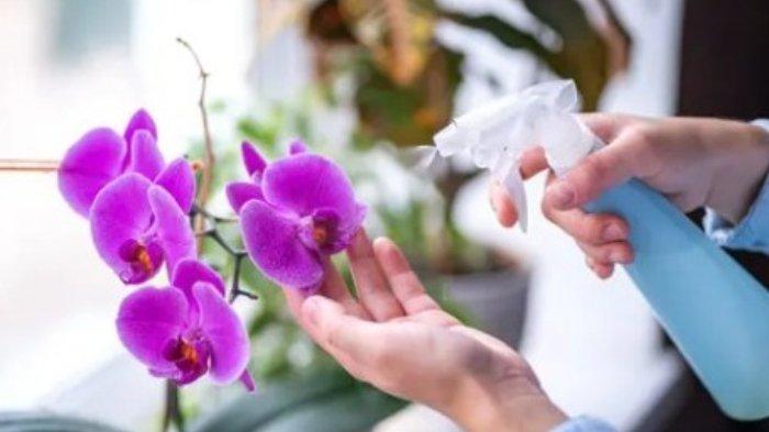 Tips Menanam Bunga Anggrek di Dalam Pot dengan Mudah dan Murah, Simak ...