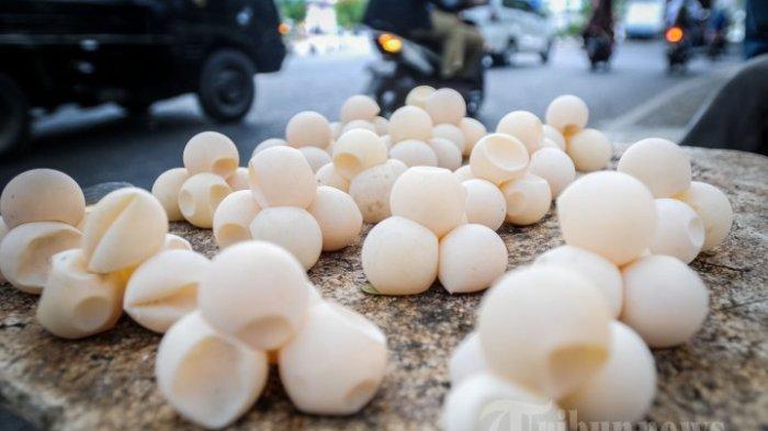 Jual Telur Penyu di Sosial Media, Warga Morowali Terancam Hukuman 5 Tahun Penjara - Tribunpalu.com