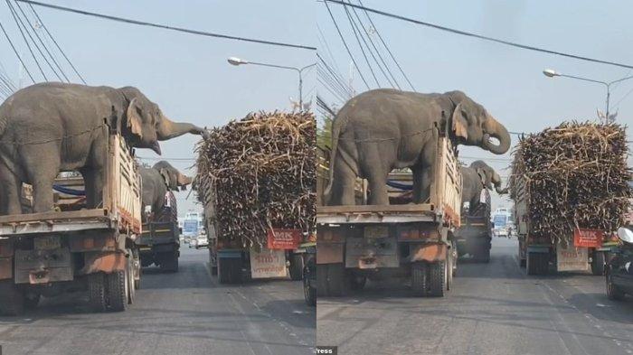 Viral Video Dua Ekor Gajah Asik Makan Tebu yang 'Dicuri' dari Truk ...