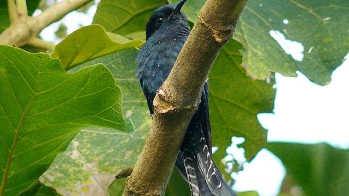 Ini Hal yang Perlu Diketahui Seputar Burung Kedasih yang Kental ...