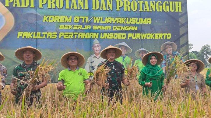 Padi Jenis Protani dan Protangguh Bisa Jadi Solusi Masalah Stunting di Banyumas - Tribun-pantura.com