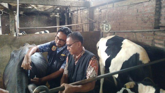 Dispertan Kudus Targetkan Vaksinasi LSD 200 Dosis dalam 2 Pekan - Tribun-pantura.com