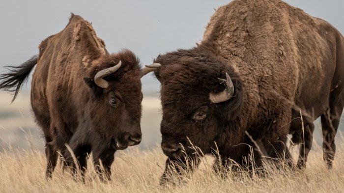 Fauna Neartik, Keajaiban Keanekaragaman Hayati di Kawasan Amerika Utara ...