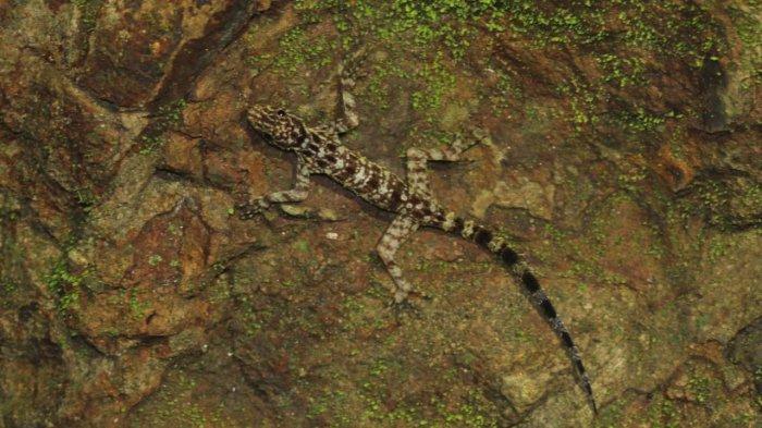 Cicak Batu Endemik Gunung Muria saat Ini Berjumlah 60 Ekor - Tribun ...