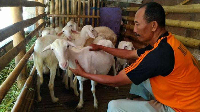 Pemkab Kudus Genjot Peningkatan Populasi Hewan Ternak Lewat Inseminasi Buatan‎ - Tribun-pantura.com