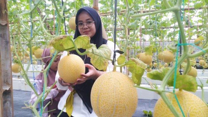 Deni Saputra Buka Wisata Petik Melon di Kudus - Tribun-pantura.com