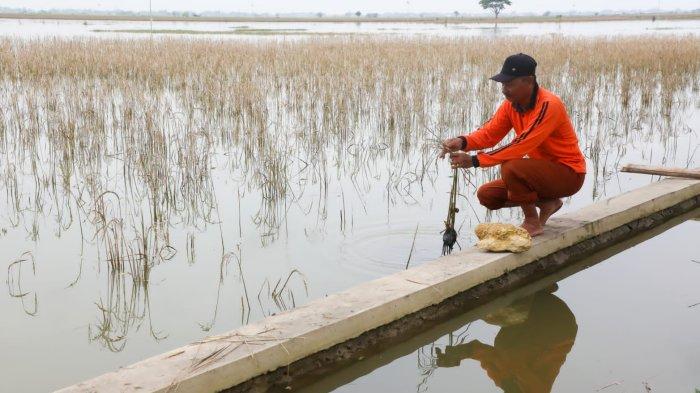 Petani Gagal Panen Akibat Banjir Dapat Bantuan dari Pemprov Jateng - Halaman all - Tribun ...