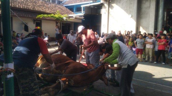 14 Sapi dan 9 Kambing Dikurbankan Pengurus Muhammadiyah Ranting Bae ...