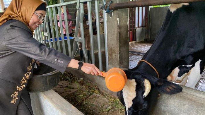 Dua Desa di Batang Ini Jadi Andalan Produksi Susu, Hasilkan 800 Liter ...