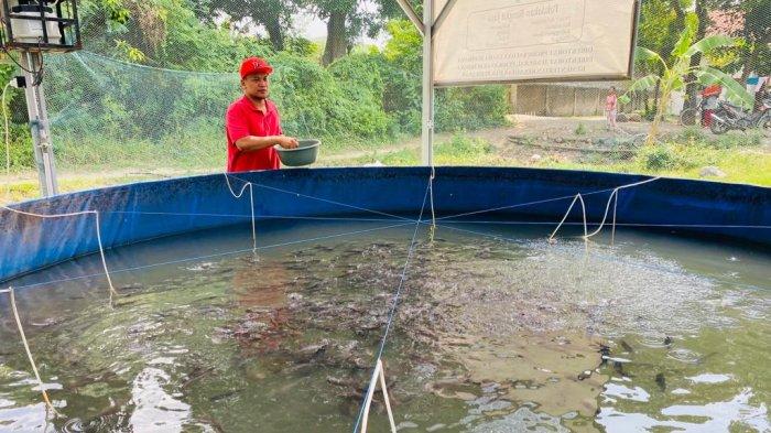 Melihat Sistem Bioflok Kelompok Pembudidaya Ikan Bangkit Jaya Tegal ...