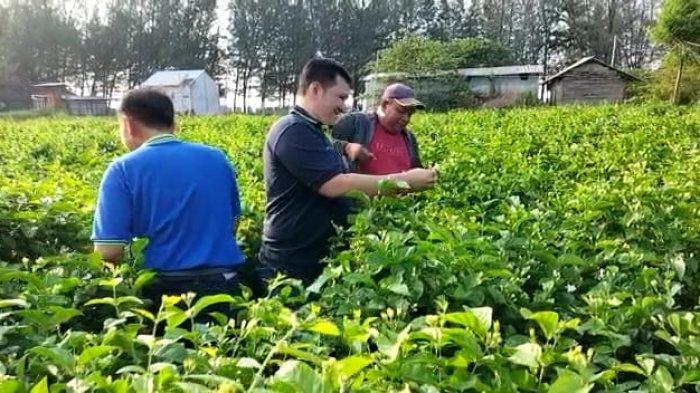 Video Petani Melati Batang Kebanjiran Pesanan, Berkah Musim Nikah ...