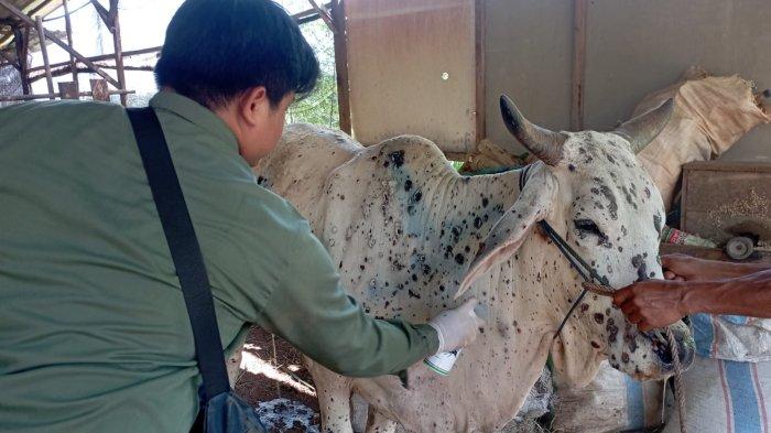 1518 Ekor Sapi di Jepara Terjangkit Penyakit LSD - Tribun-pantura.com