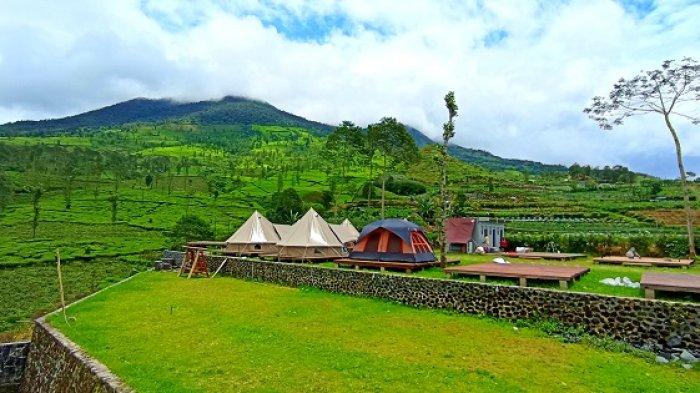 Sensasi Bermalam di Sikembang Glamping Wonosobo, Tawarkan Paket Camping Dikelilingi Kebun Teh ...
