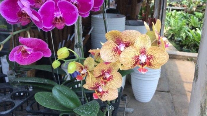 Tips Merawat Bunga Anggrek Langsung dari Pakarnya, Tak Butuh Air ...