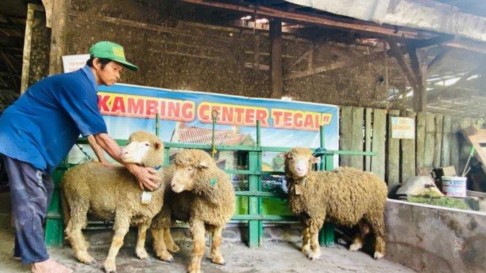 Domba Merino Asal Dieng Wonosobo Punya Bulu Tebal dan Sedikit Lemak ...