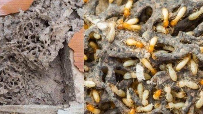 Jangan Sampai Salah! Inilah Tips Memilih Jasa Pembasmi Rayap yang Tepat ...