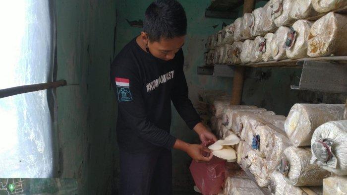 Warga Binaan Lapas Terbuka Kendal Budidaya Jamur Tiram, Hasilnya Dipasarkan hingga Jakarta ...
