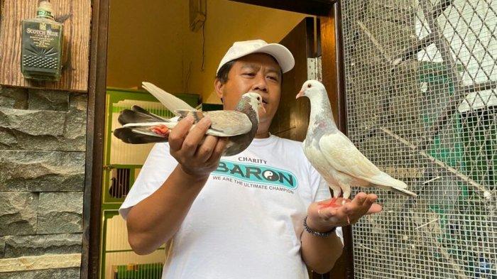 Kenalkan, Ini Merpati 'Rampok' Asal Kramat Kabupaten Tegal, Harga ...