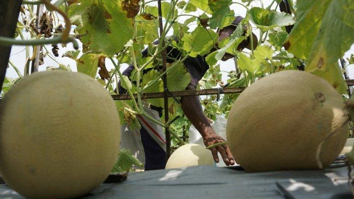 Ramadan, Petani Melon di Batang Raup Untung Berlipat, Permintaan Buah ...