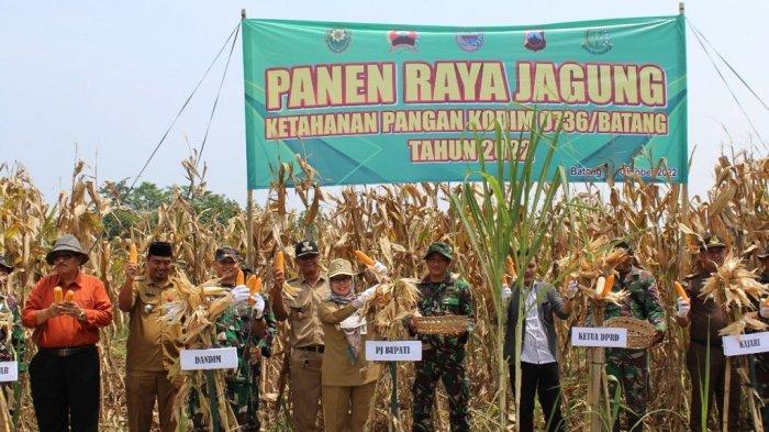 Sukseskan Program Ketahanan Pangan, Kodim Batang Panen Raya Jagung - Tribun-pantura.com