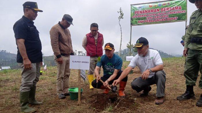 Perhutani Gandeng Pemkab Brebes Lakukan Penanaman Bibit Pohon di ...