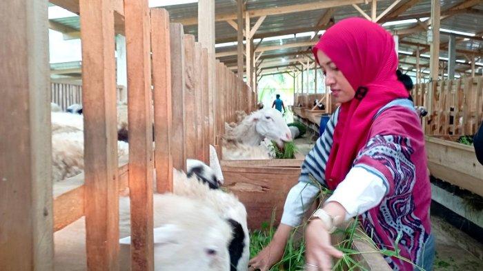 Tips Sukses Memulai Bisnis Peternakan Kambing dan Domba Ala Alisan Farm - Tribun-pantura.com