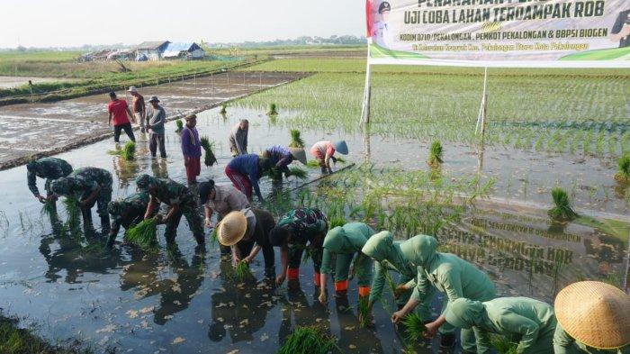 Uji Coba Perdana, Pemkot Pekalongan Tanam Padi Biosalin di Lahan ...