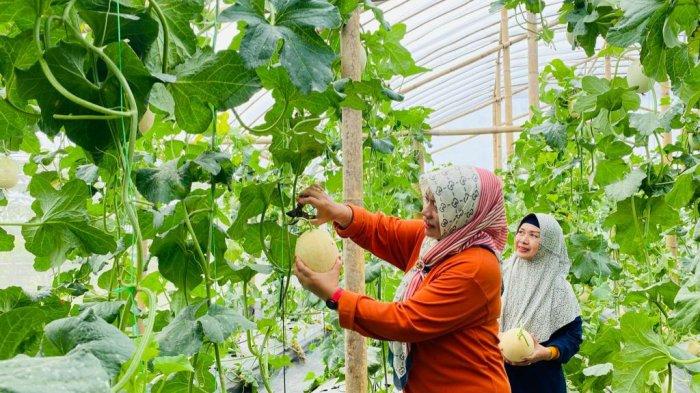 Video Wisata Petik Melon Langsung Dari Pohon di Green House Lazuardi ...