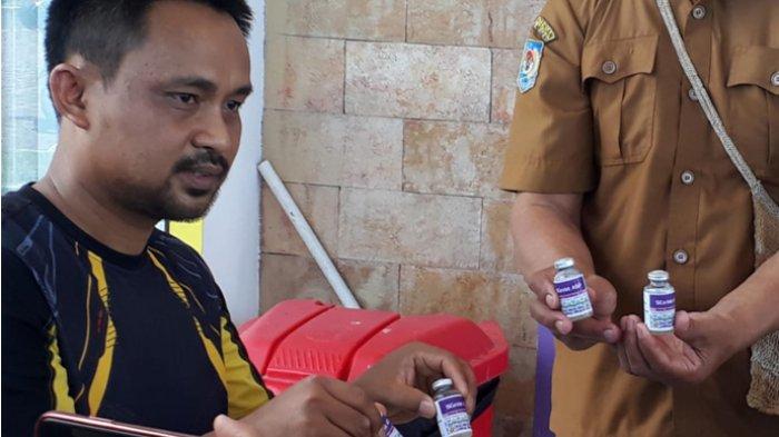 Disnakkeswan Mimika Bagikan Serum Confalescent ke Peternak Babi ...