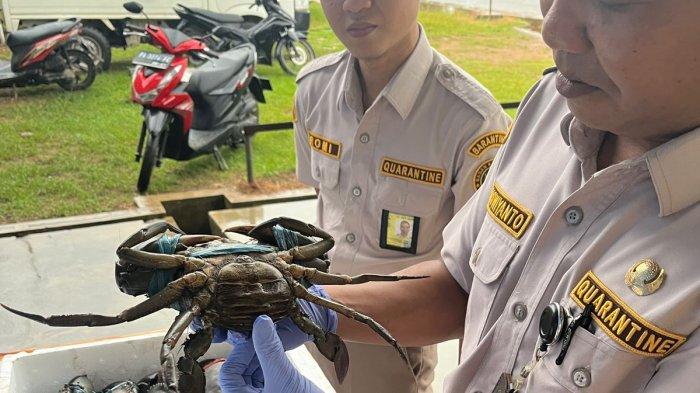 Bakal Dikirim ke Luar Papua Selatan, 275 Ekor Kepiting Bakau Merauke ...