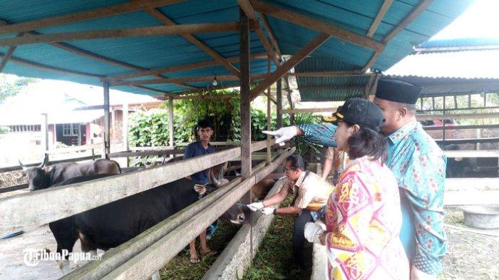 Iduladha 2024: Ketersediaan Hewan Kurban di Kabupaten Mimika Sebanyak ...