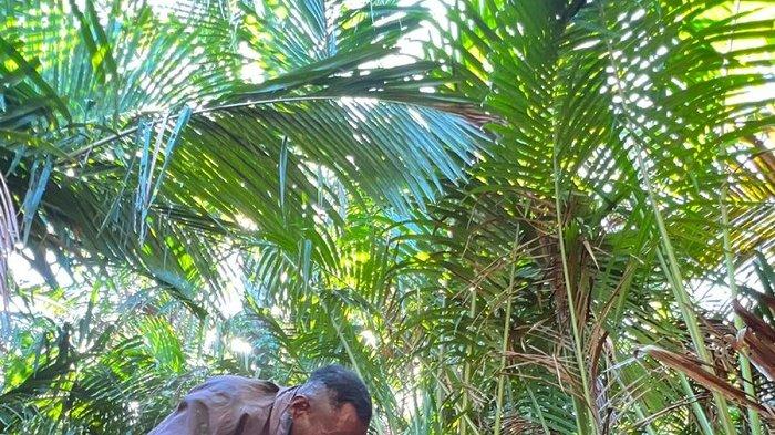 Festival Ulat Sagu ke III di Kampung Yoboi Digelar Bulan Ini - Tribun ...