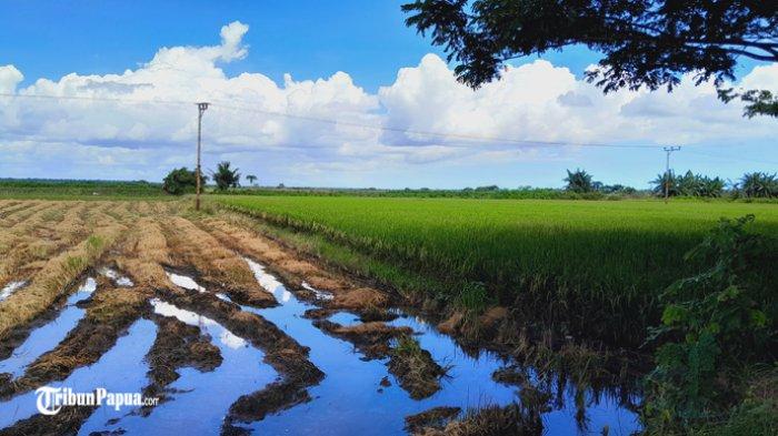 1.200 Hektare Sawah Padi di Kurik Merauke Terancam Gagal Panen, Petani ...
