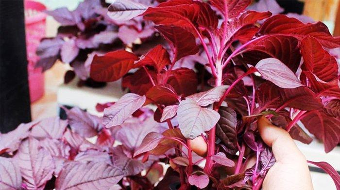 Manfaat Air Rebusan Bayam Merah Menurut Dokter Gizi - Tribun-papua.com