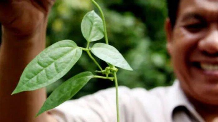DAUN BUNGKUS - Smilax Rotundifolia - Tribun-papua.com