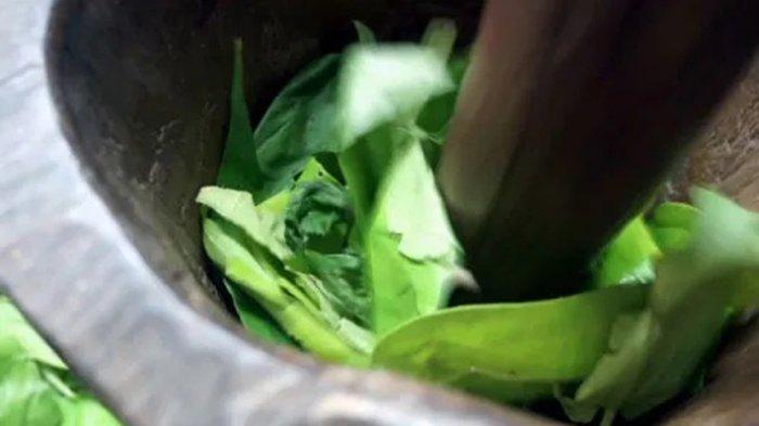 SEJARAH Daun Bungkus di Papua - Tribun-papua.com