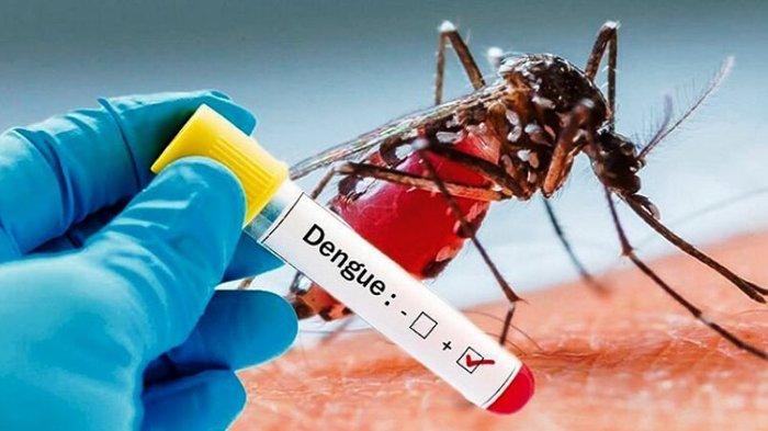 NYAMUK DENGUE Perlu Dikendalikan, DBD Masih Jadi PR di Indonesia ...
