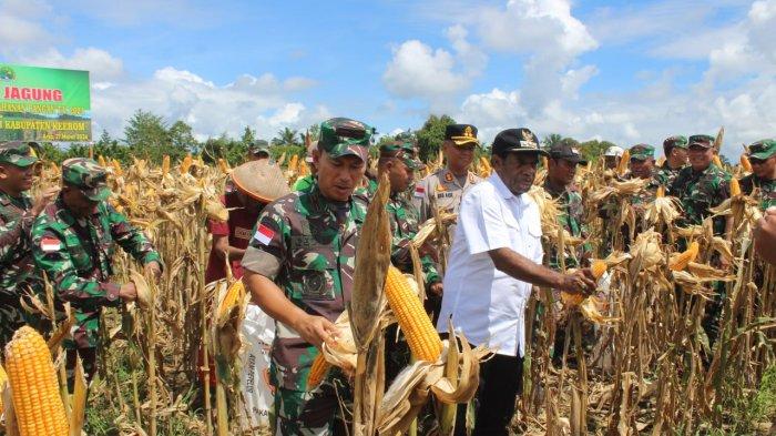 Danrem 172/PWY Bersama Bupati Gusbager Panen Raya Jagung di Lahan Food Estate Keerom - Tribun ...