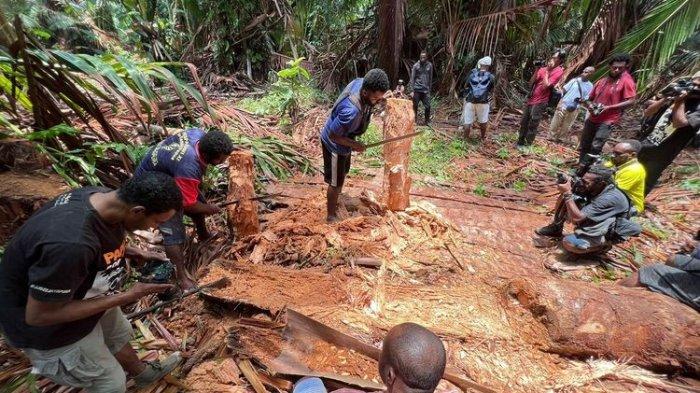 Mencicipi Ulat Sagu di Kampung Yoboi Jayapura dan Melihat Indahnya ...