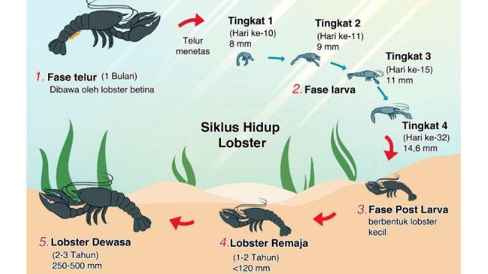 Kunci Jawaban IPA Kelas 9 Kurikulum Merdeka Halaman 13 Aktivitas 1.3: Siklus Hidup Lobster ...
