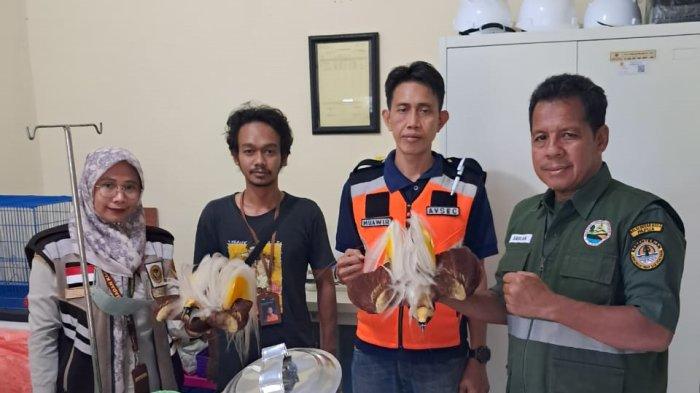 Karantina Papua Gagalkan Aksi Penyelundupan Awetan Burung Cenderawasih ...