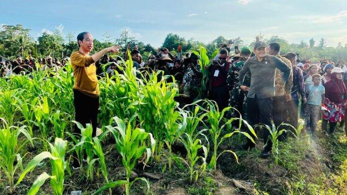 Jokowi Tinjau 'Food Estate' Jagung 10.000 Hektare di Keerom Papua, Panen Perdana Juni 2023 ...