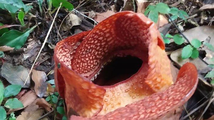 PERTAMA Kali Bunga Rafflesia Arnoldi Mekar di Luar Habitatnya, Kebun ...