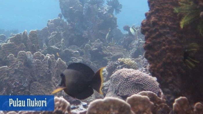 Wisata Papua: Deretan Spot Diving Menarik di TWP Kepulauan Padaido ...